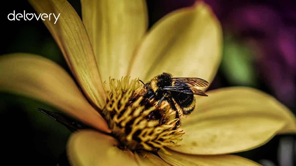 Manfaat Lebah Bagi Bunga, Ternyata Saling Menguntungkan