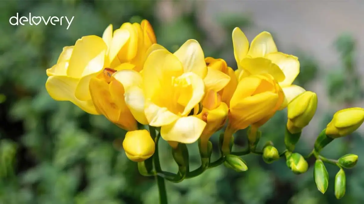 Arti Bunga Daffodil, Bunga Kelahiran Bulan Maret