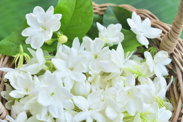 Bunga Bunga Favorit Nan Cantik Yang Sangat Populer Di Indonesia