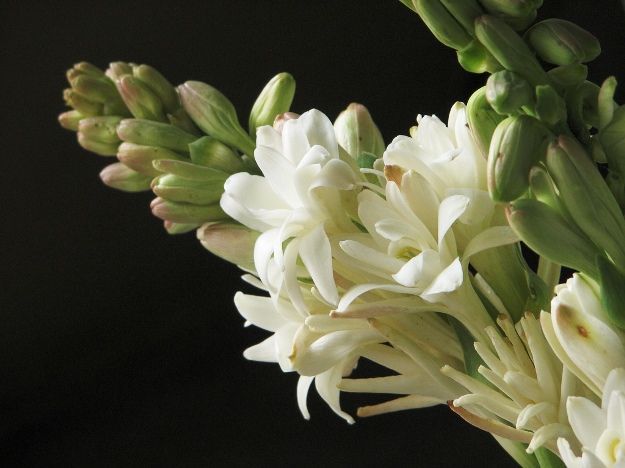 5 Manfaat Bunga Sedap Malam yang Perlu Kamu Ketahui