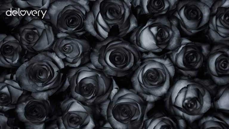 Cantik dan Eksotis, Ini Fakta dan Arti dari Bunga Mawar Hitam