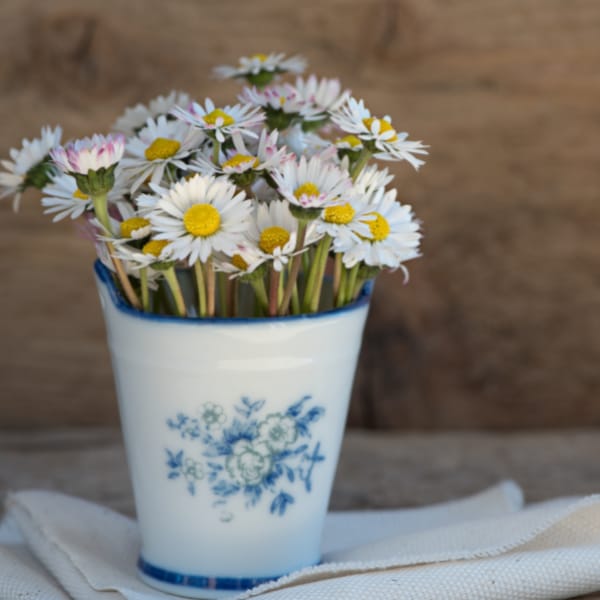 Melihat Indahnya Bunga Daisy dari Berbagai Sisi