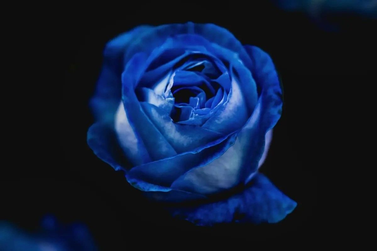 7 Arti Bunga Mawar Biru yang Tenang dan Misterius