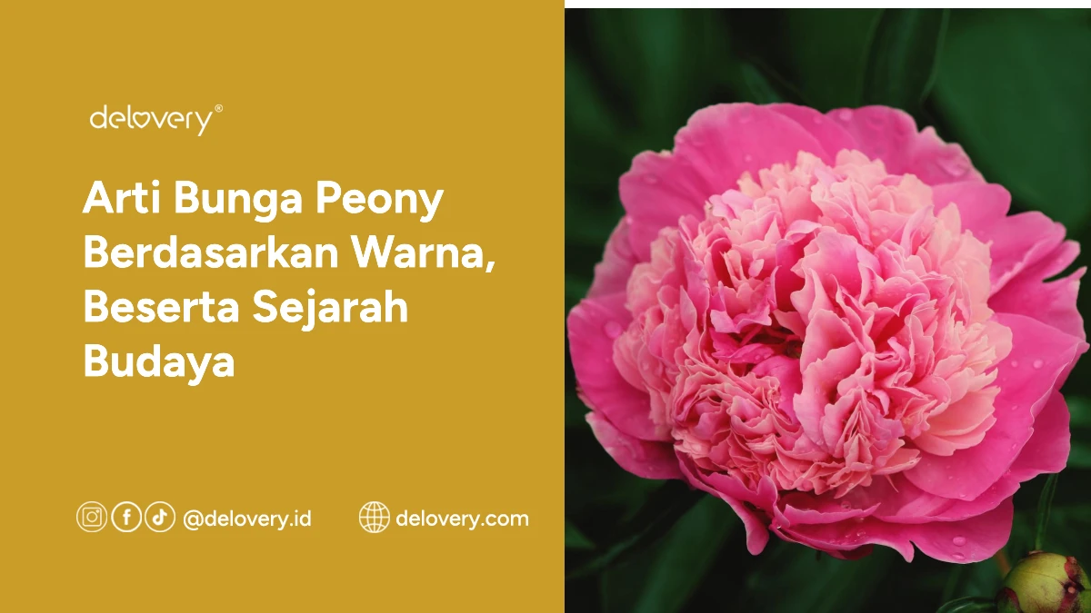 Arti Bunga Peony Berdasarkan Warna, Beserta Sejarah Budaya