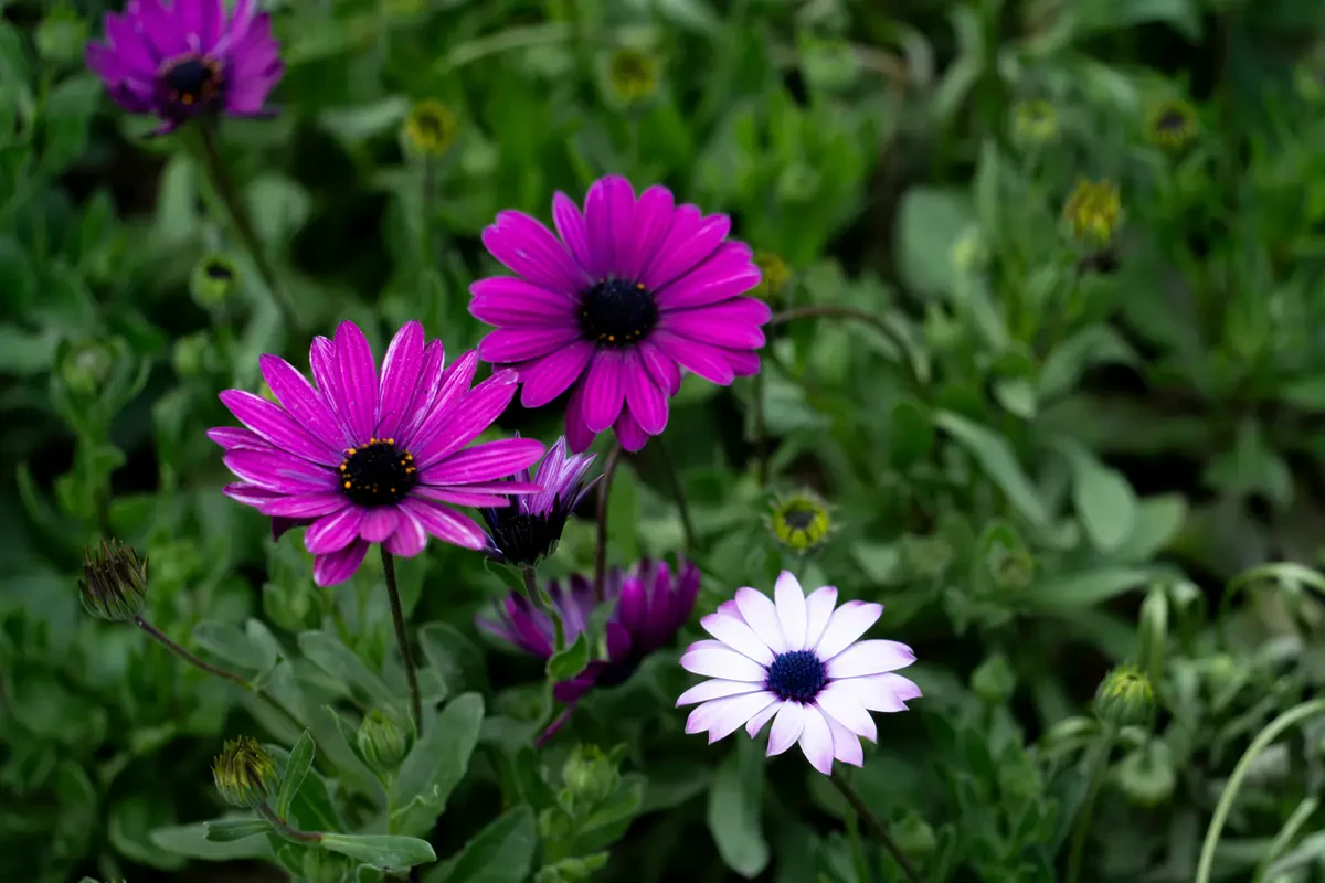 Menguak 7 Makna Bunga Daisy yang Menarik Sesuai Warnanya