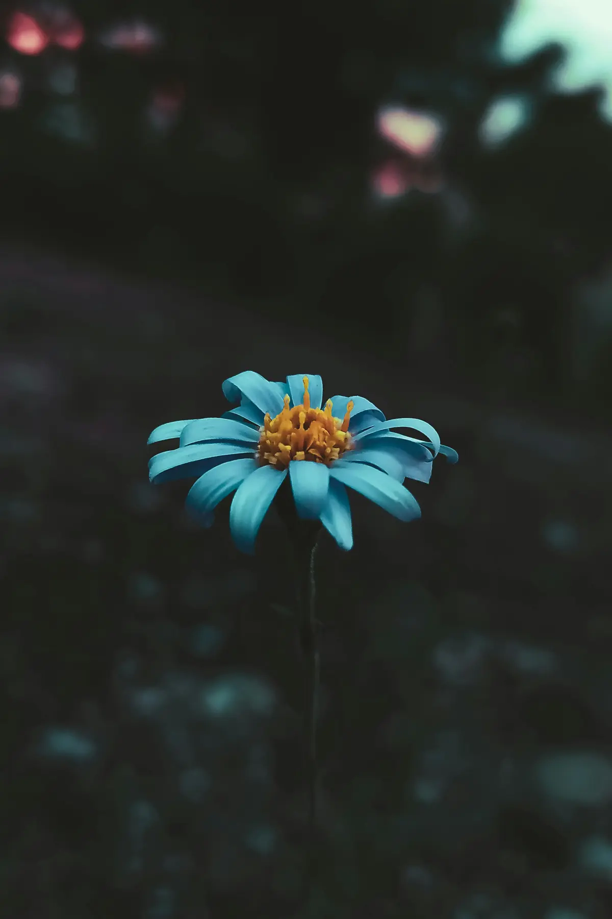 Menguak 7 Makna Bunga Daisy yang Menarik Sesuai Warnanya