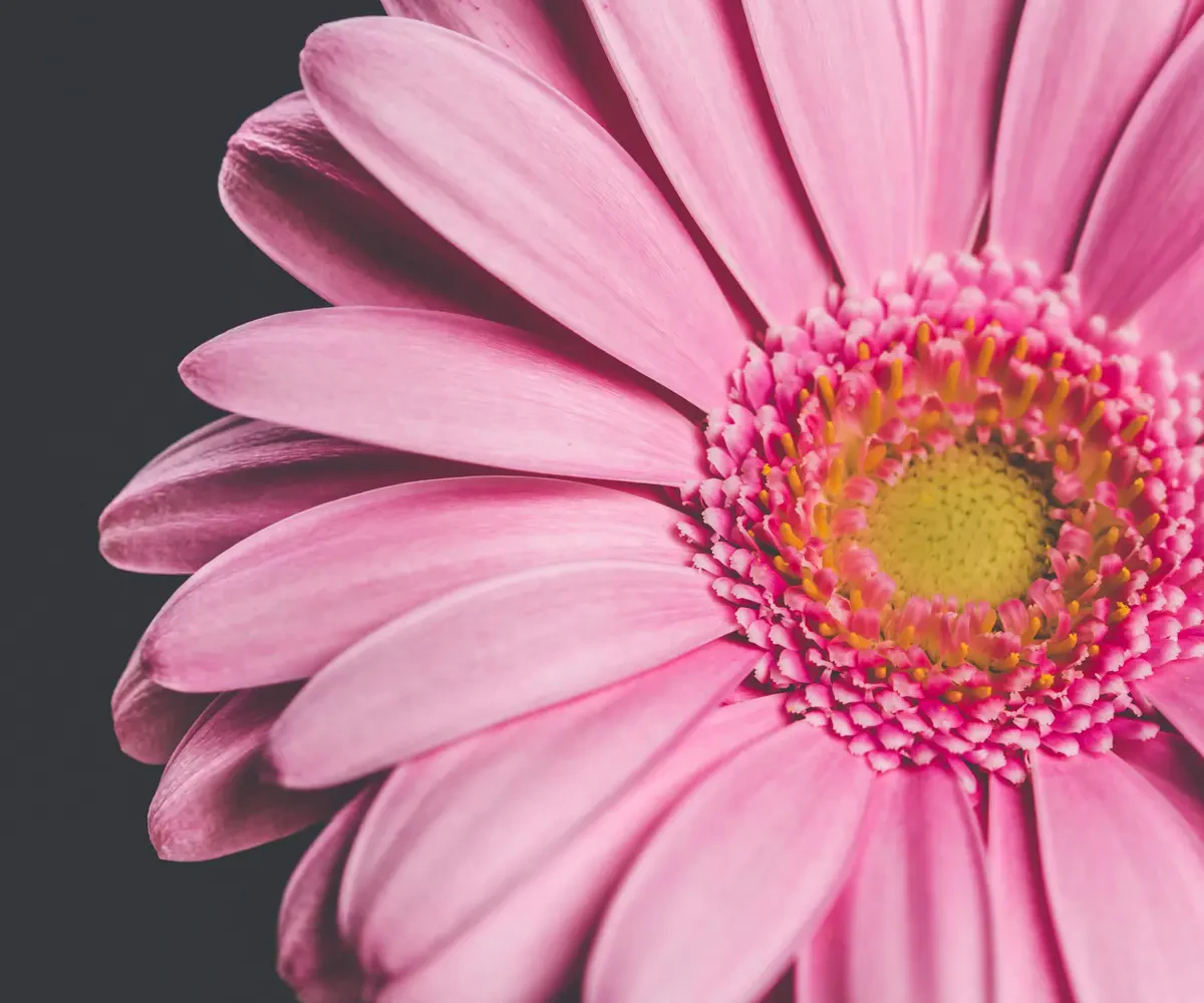 Menguak 7 Makna Bunga Daisy yang Menarik Sesuai Warnanya