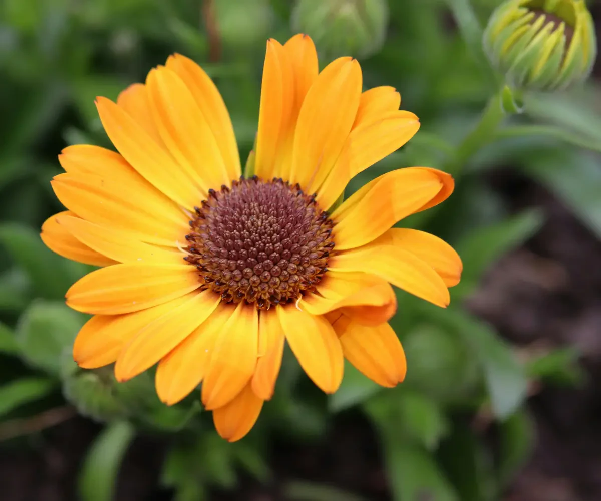 Menguak 7 Makna Bunga Daisy yang Menarik Sesuai Warnanya