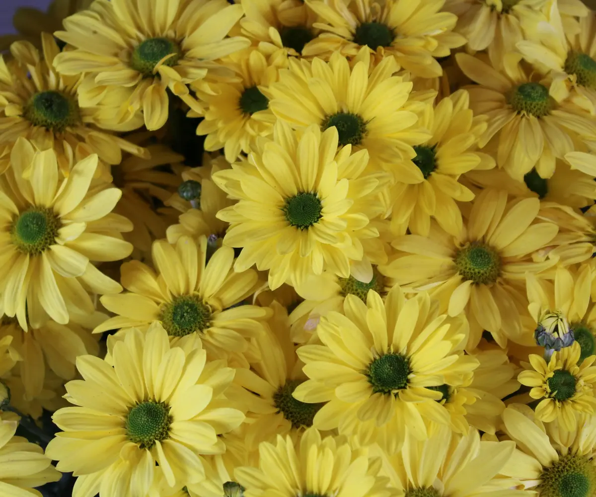 Menguak 7 Makna Bunga Daisy yang Menarik Sesuai Warnanya