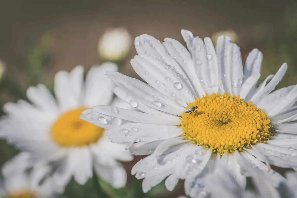 Bunga Kelahiran April: Daisy dan Sweet Pea yang Penuh Makna