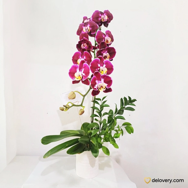 Jual Orchid Violet Crest | Delovery